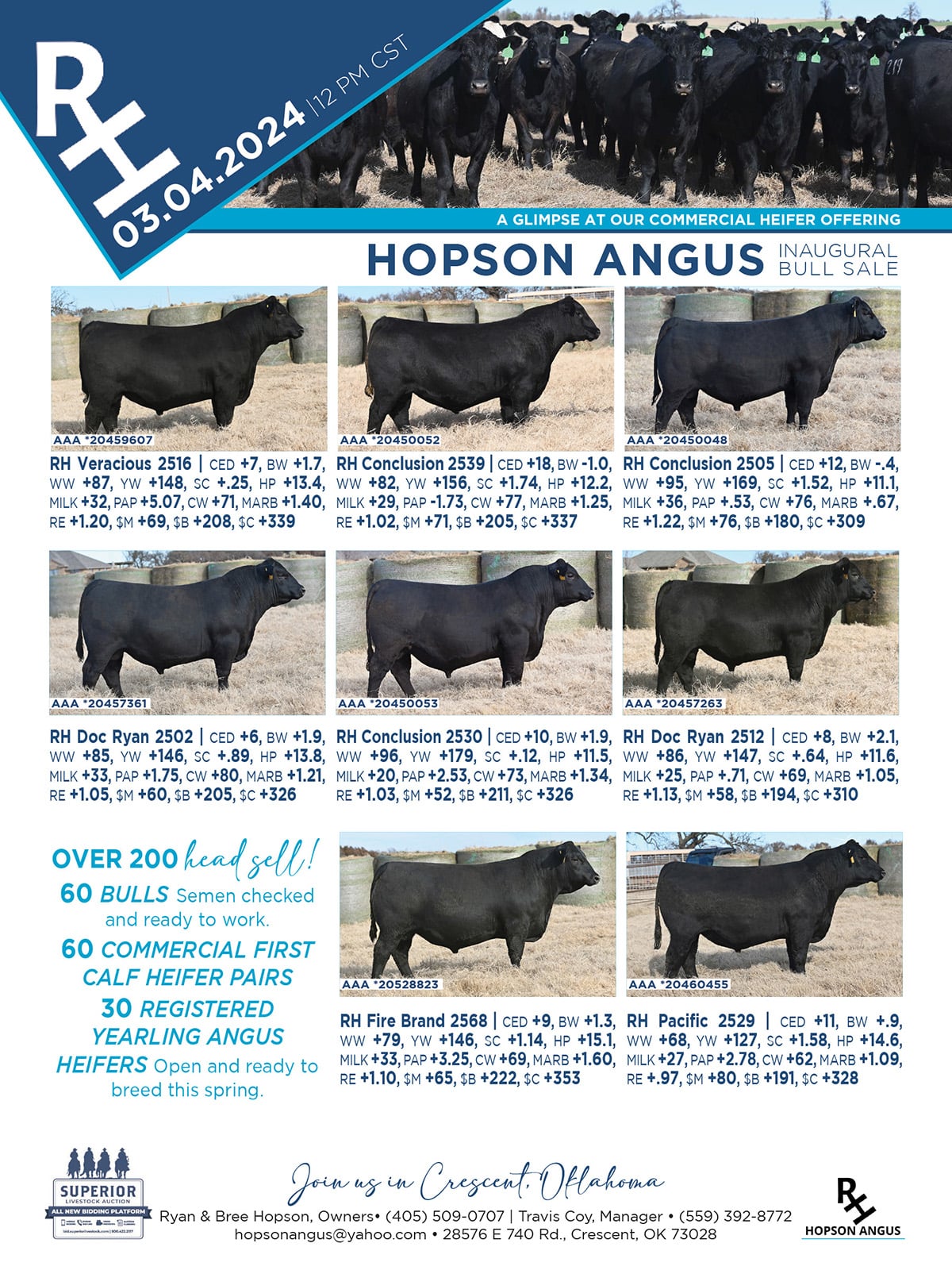 The Penny News Classifieds: Livestock - Welcome to the Hopson Angus ...